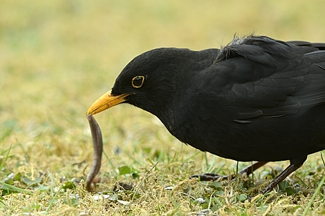Vangen vroege vogels de dikste wormen? – Linda's sizzling life