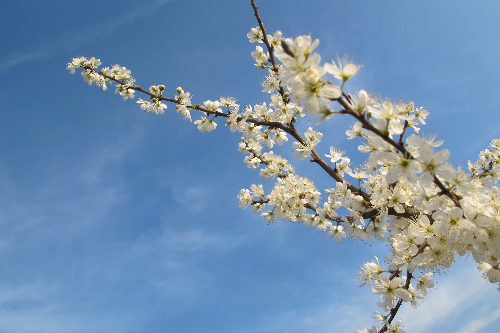 Een nieuwe lente. – Linda's sizzling life